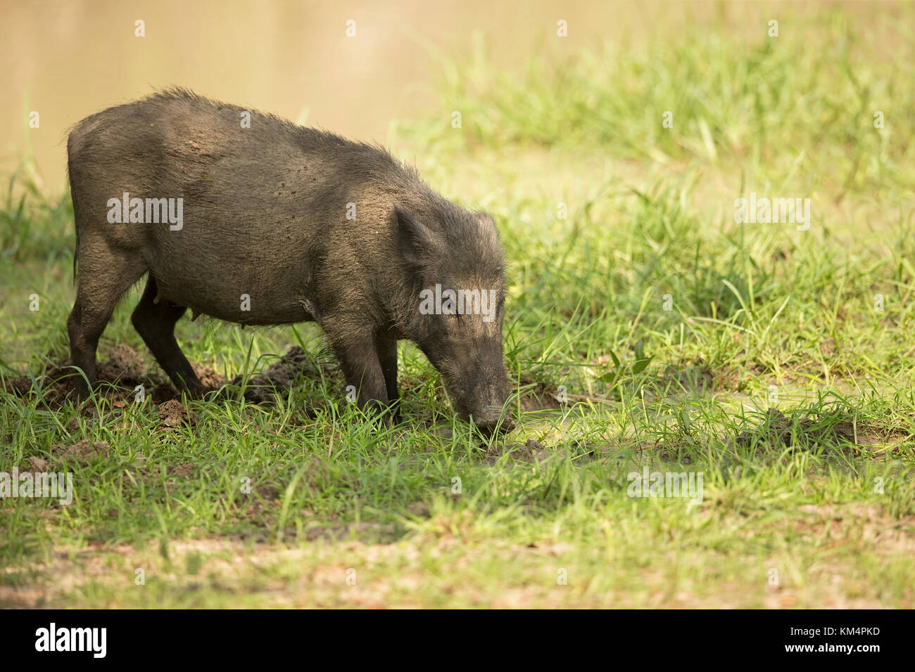Sri lankan wild boars hi-res stock photography and images - Alamy