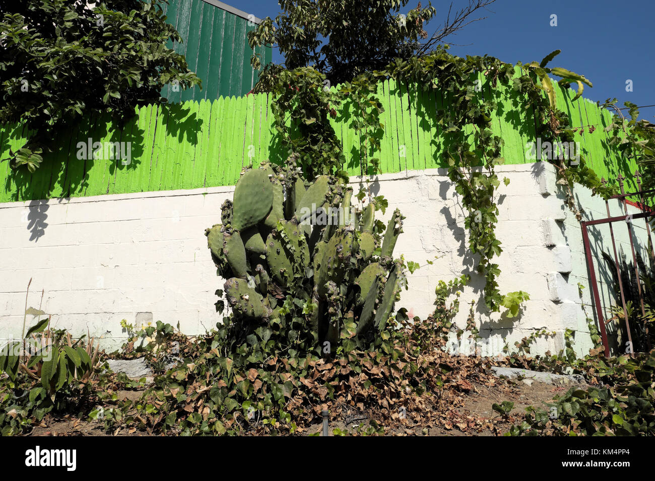 Nopal cactus plant growing outside by a lime green fence in the Echo ...