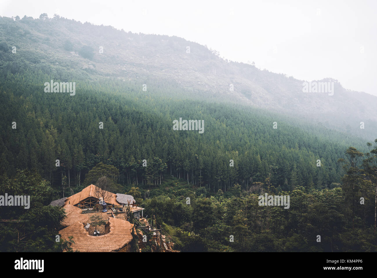 A pine forest in bandung Stock Photo - Alamy