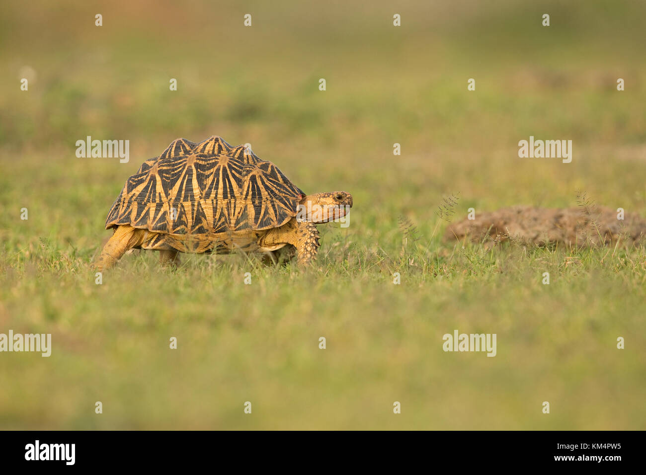 Indian Star Tortoise High Yellow