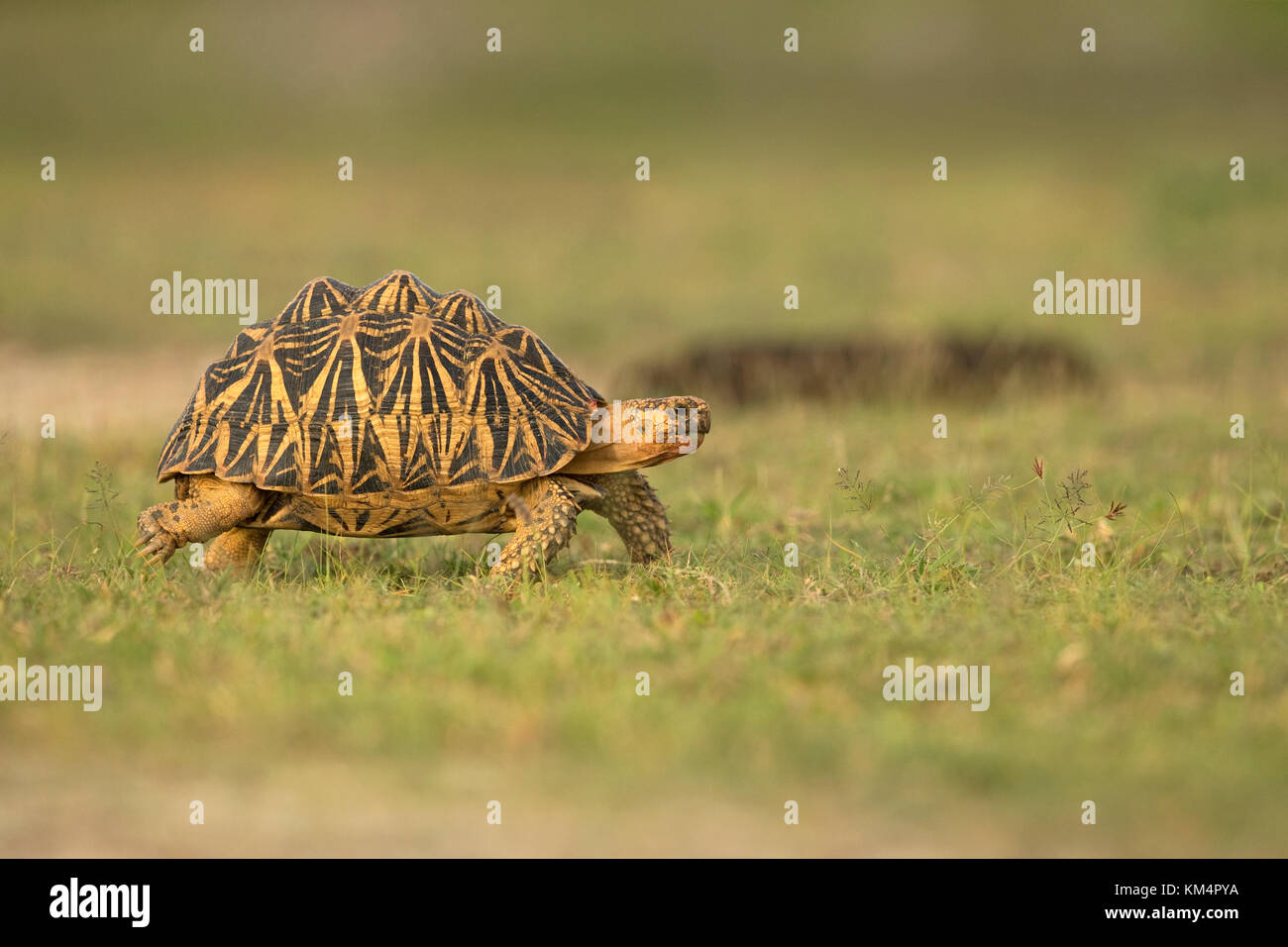 Indian star tortoise hi-res stock photography and images - Alamy