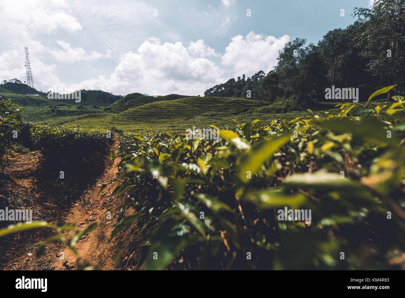 A close up of the tea plantation in Bandung Stock Photo - Alamy