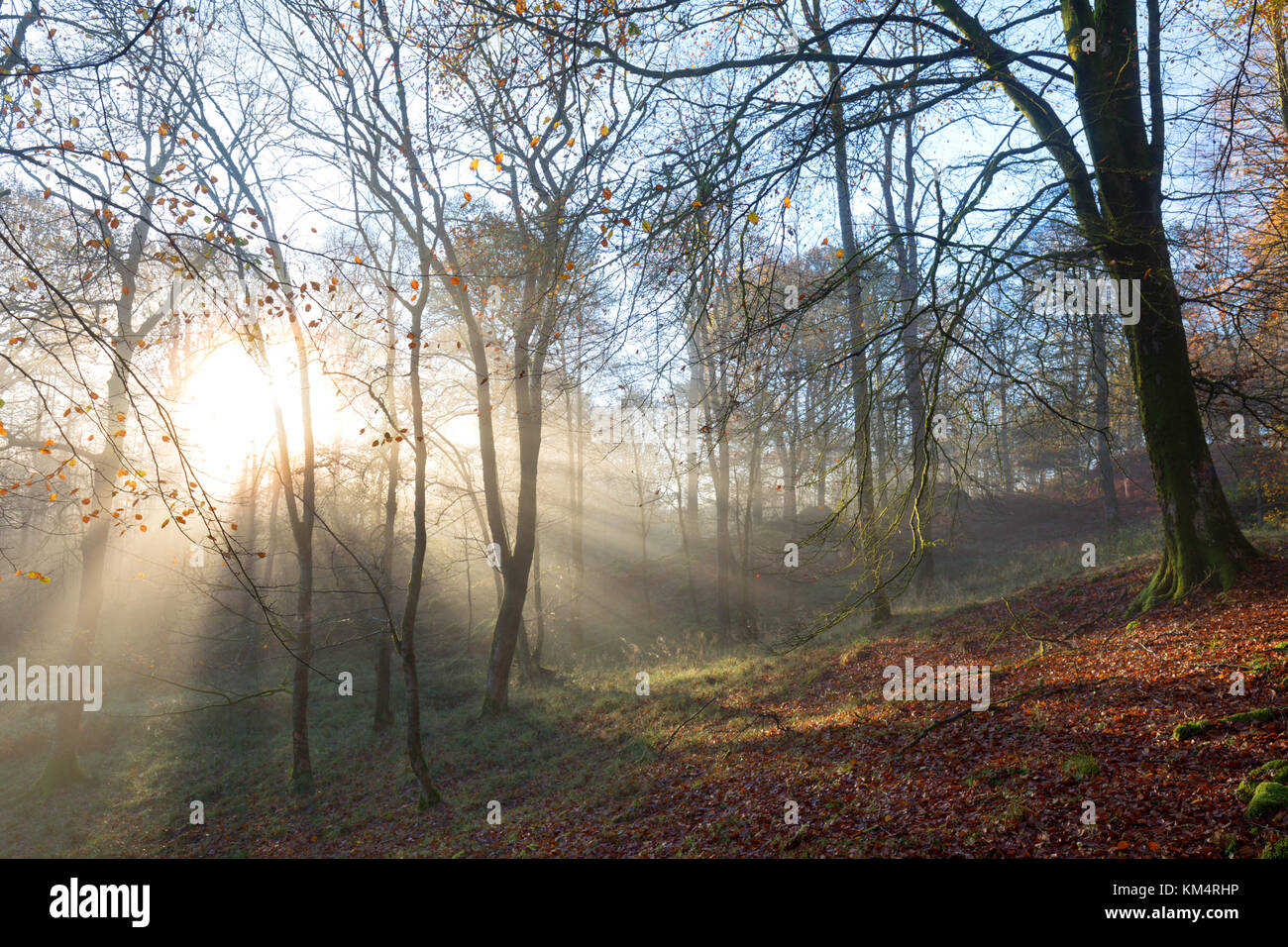 Light mist hi-res stock photography and images - Alamy