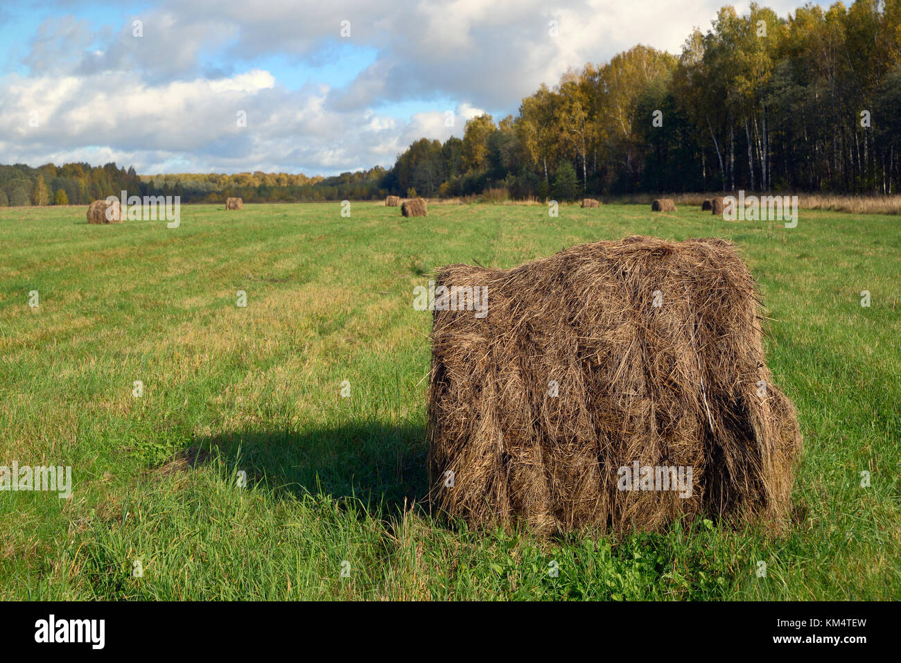 Round hay bale on a green field in September Stock Photo - Alamy