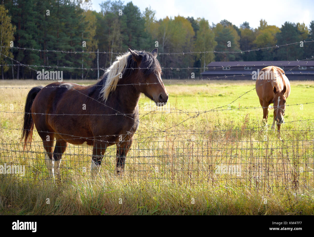 Barb horse hi-res stock photography and images - Alamy