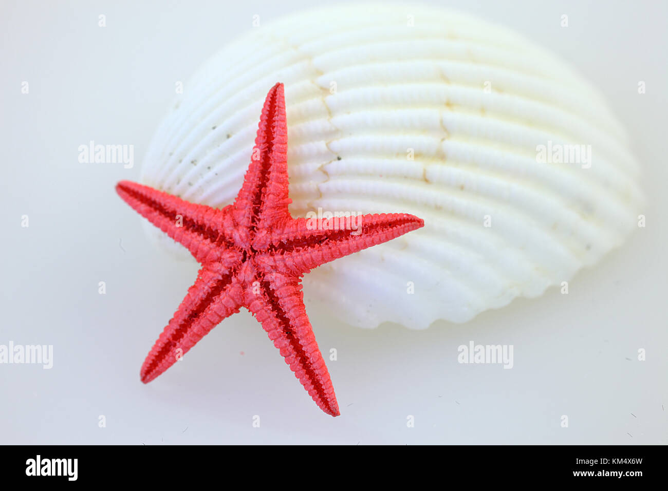 starfish & sea shell Stock Photo - Alamy