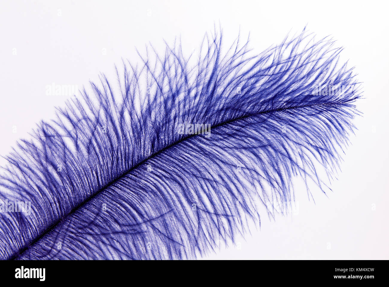 blue fluff (tender feather of an African ostrich) on a white background ...