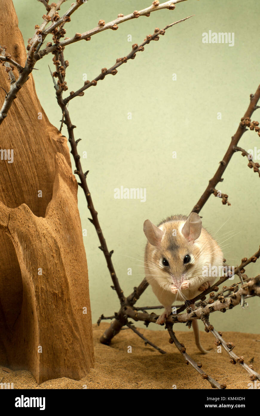 Mouse washing hi-res stock photography and images - Alamy