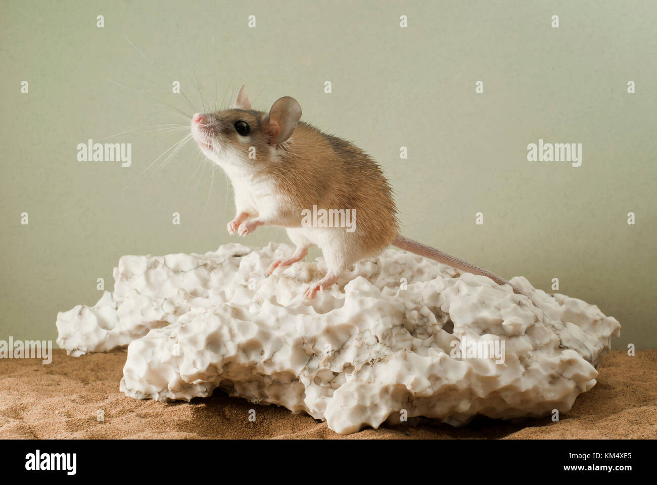 African spiny mice hi-res stock photography and images - Alamy