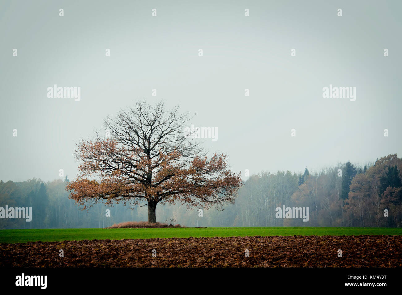 Autumn landscape with a single tree Stock Photo - Alamy