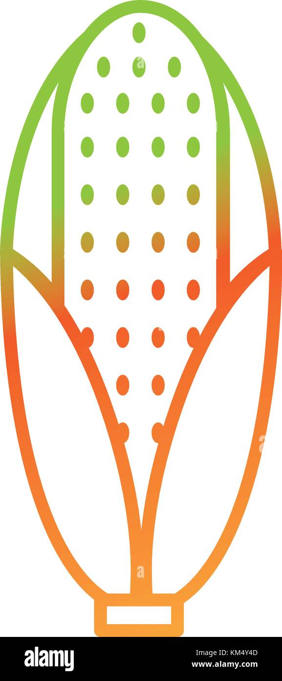 Isolated corn design Stock Vector Image & Art - Alamy