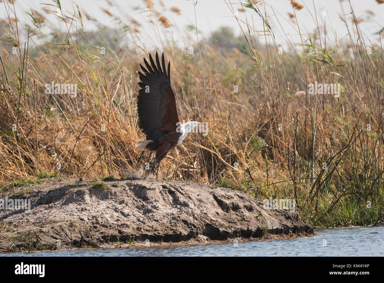 African river eagle hi-res stock photography and images - Alamy