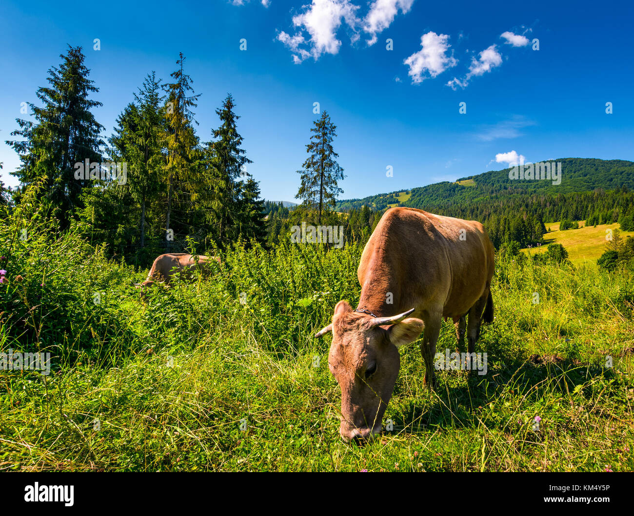 cow grazing in a tall grass near the forest. beautiful summer scenery ...