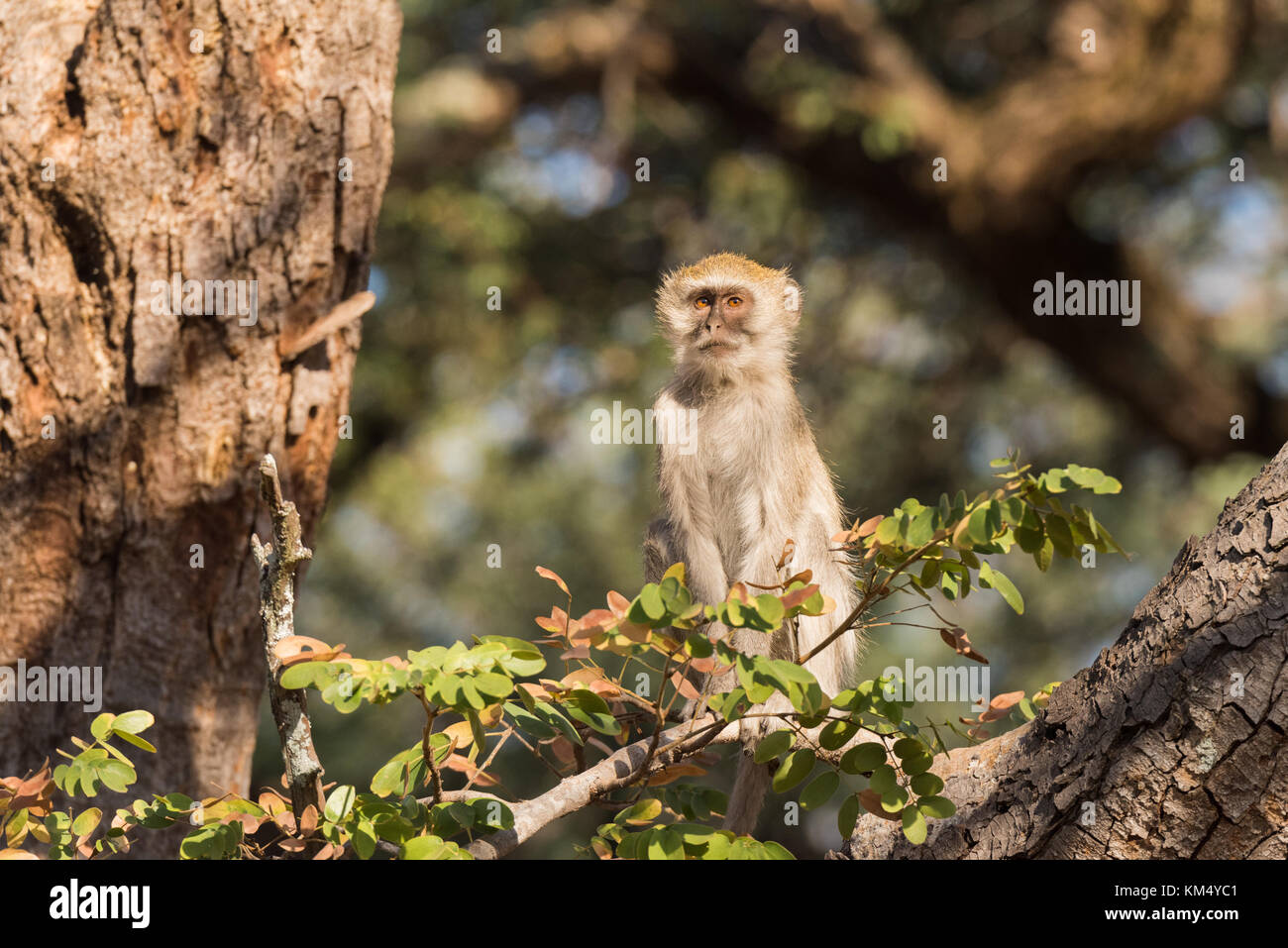 Vervet Monkey (Cercopithecus pygerythrus) sitting in tree looking at ...