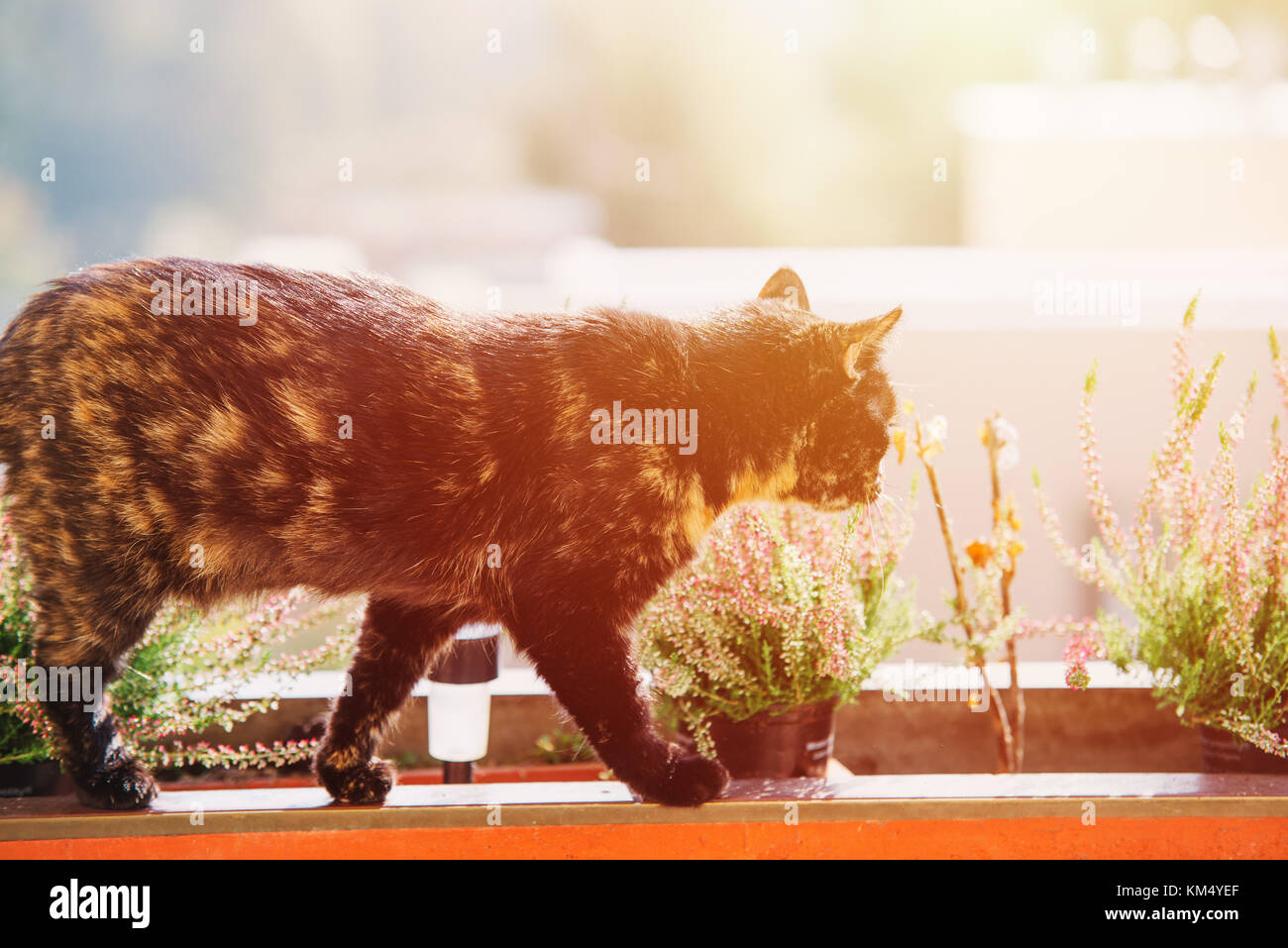cat in the balcony with sun lens flare Stock Photo - Alamy