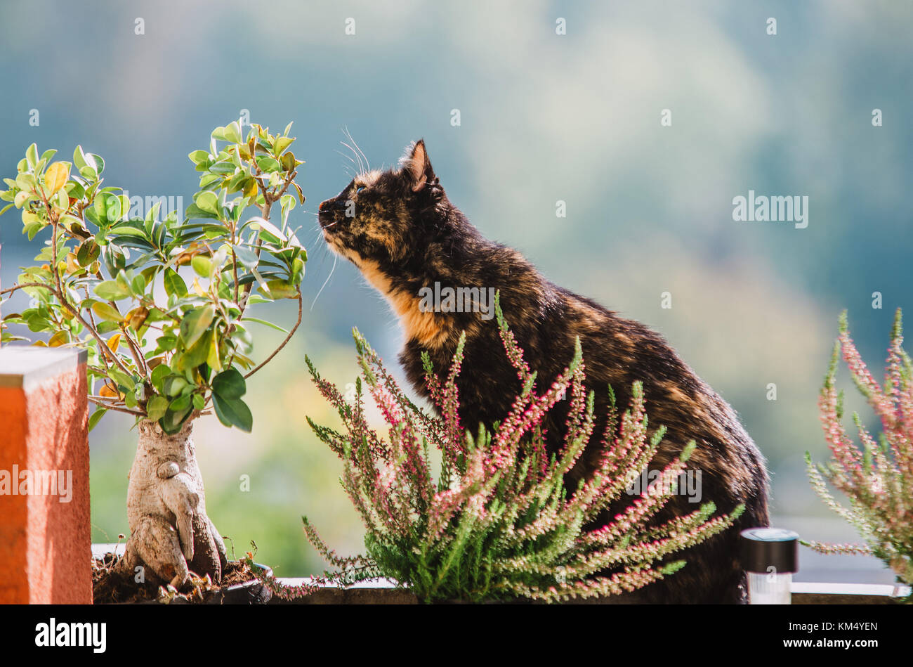 cat in the balcony with flower and ficus bonsai tree Stock Photo - Alamy