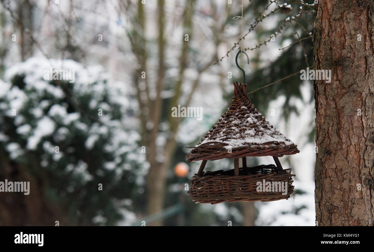 Winter visitors birds tree hi-res stock photography and images - Alamy
