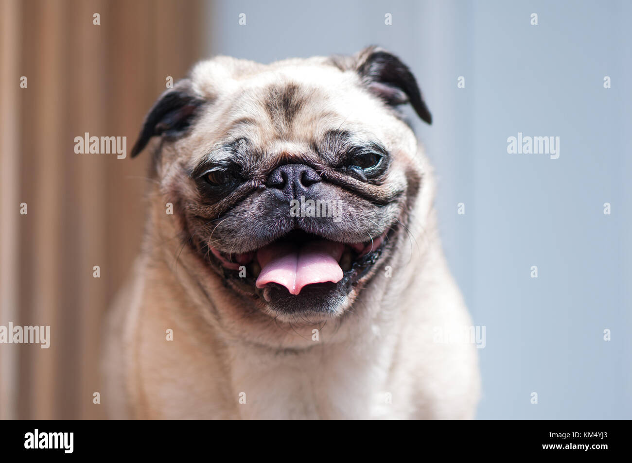 Adult pug portrait while looking at camera Stock Photo - Alamy