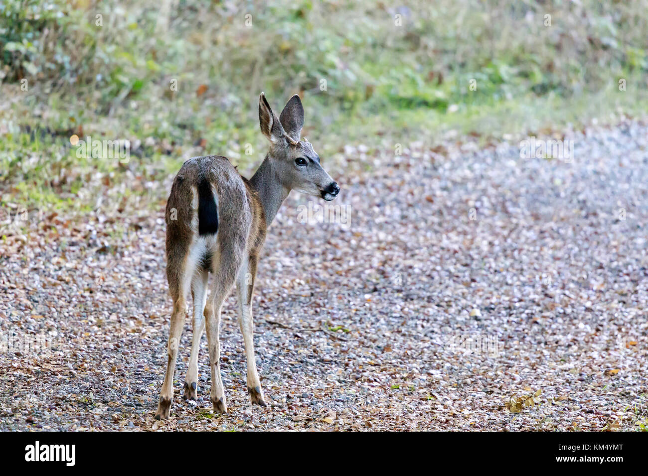 Rear view mule deer buck hi-res stock photography and images - Alamy