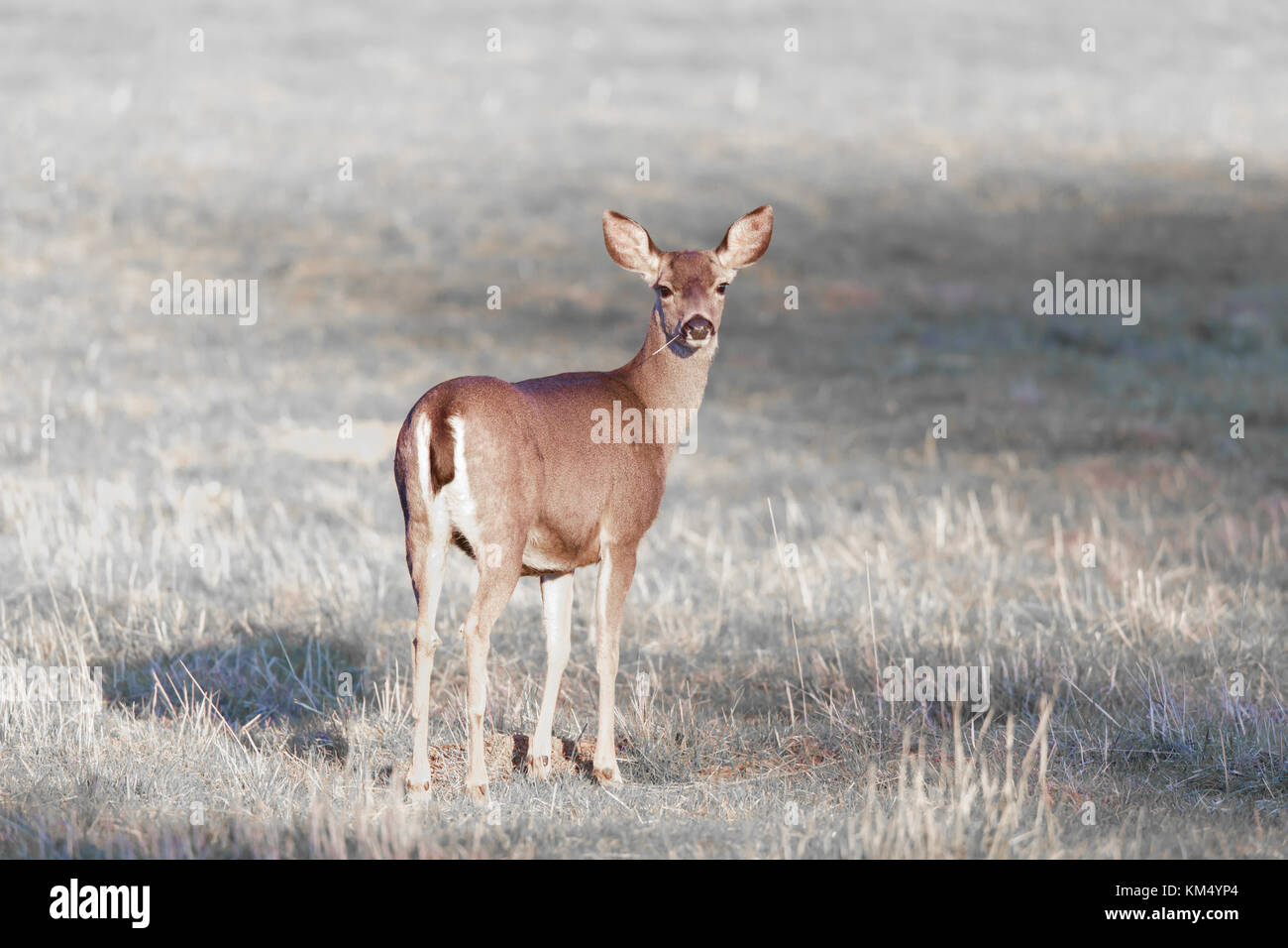 Cautious Black-tailed Deer Looking Back Stock Photo - Alamy