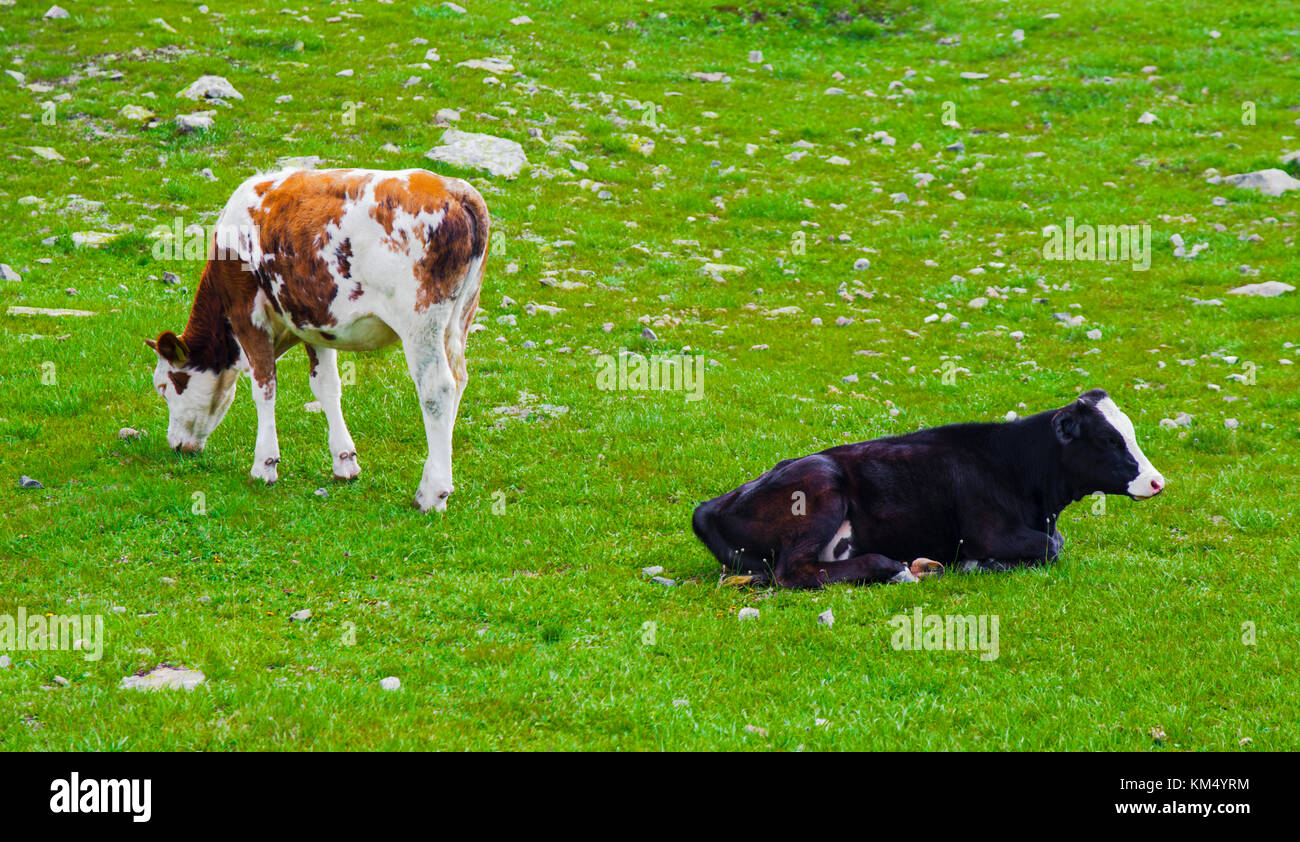 Beautiful landscape with cows in the mountain Stock Photo - Alamy