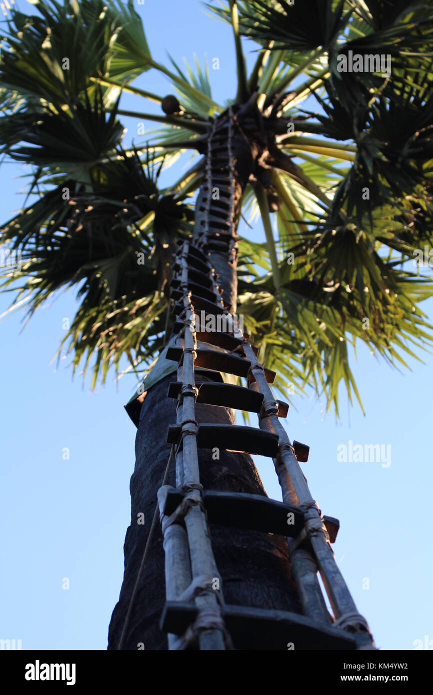 Bottom-up view of Palm Tree in a Burmese Monastery, with a Ladder in ...