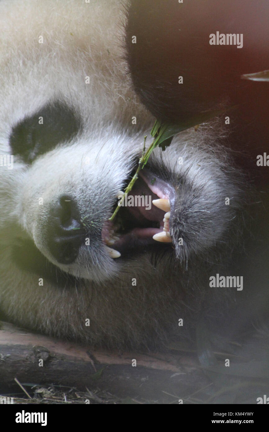 Panda bear teeth hi-res stock photography and images - Alamy