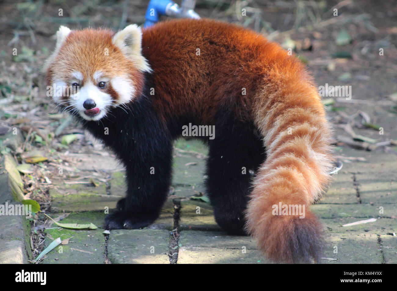 A Side profile of a red panda licking its lips with the fluffy red tail ...