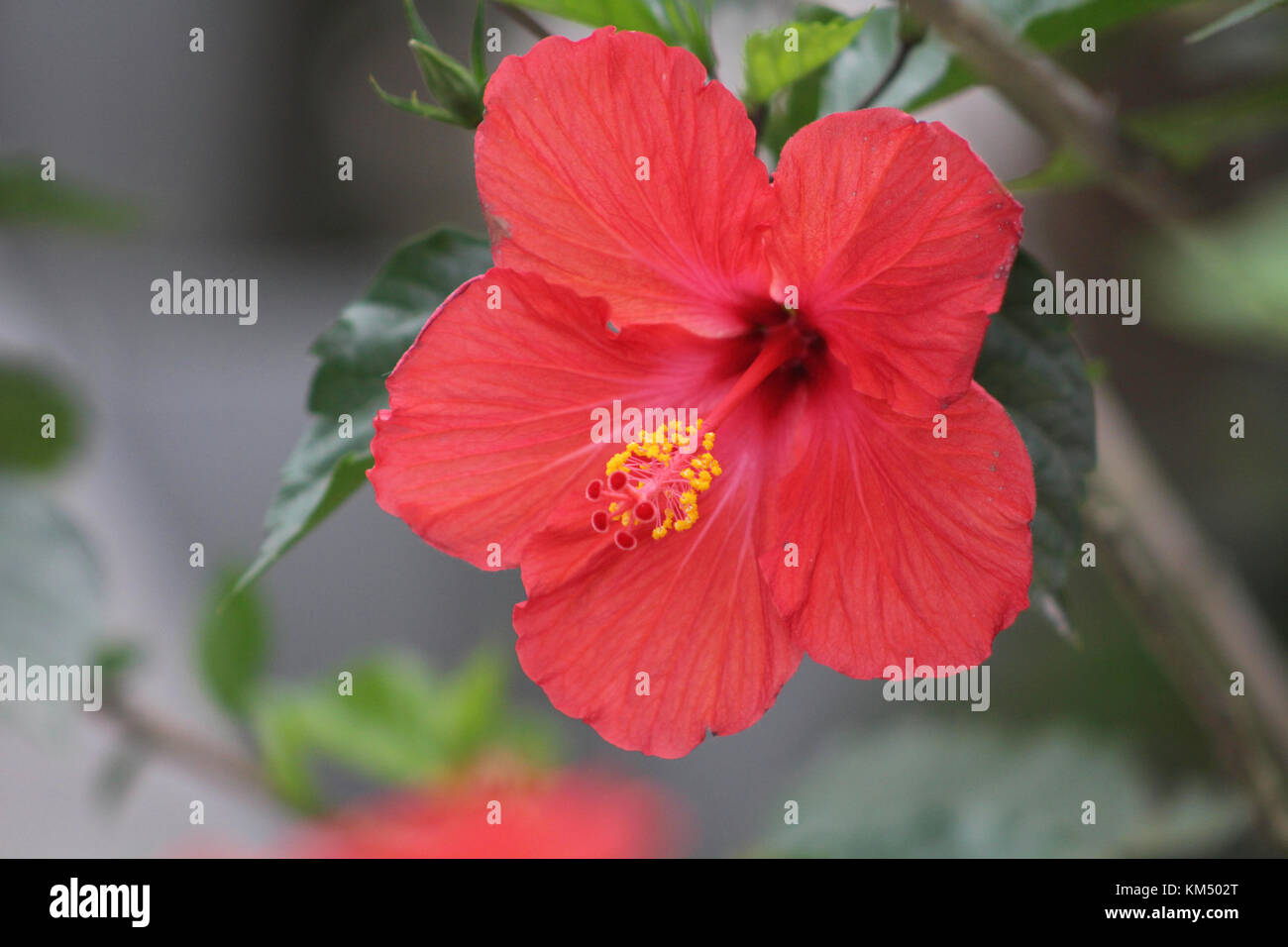 Red chinese hibiscus flower hi-res stock photography and images - Alamy