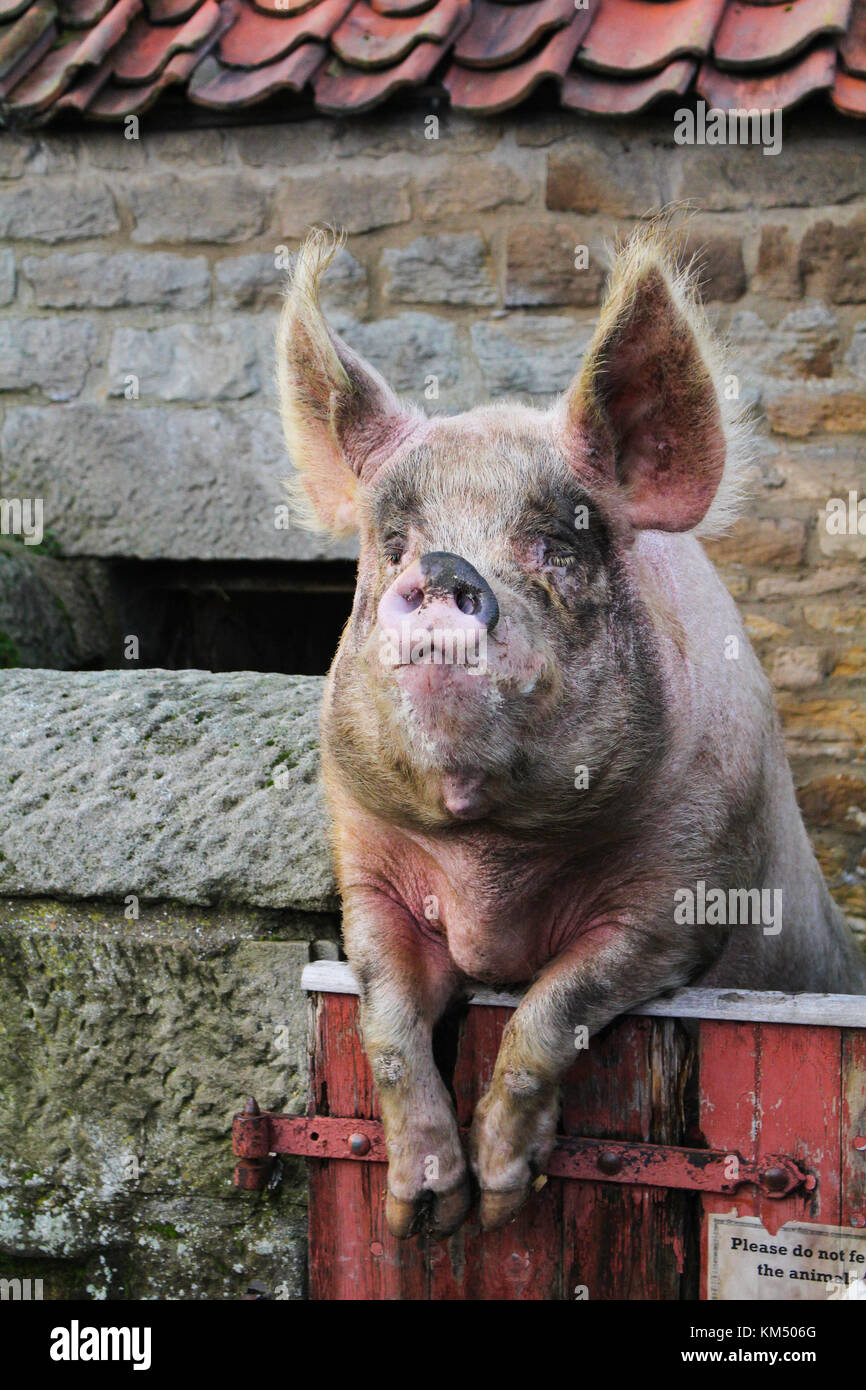 A farmyard pig standing up and leaning legs over the gate. Looks almost ...