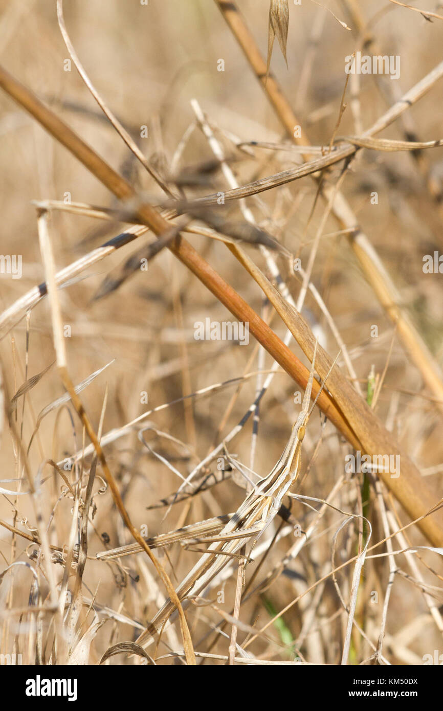 Acrida sp., a criptyc grasshopper in a dry corsican grassland, France ...