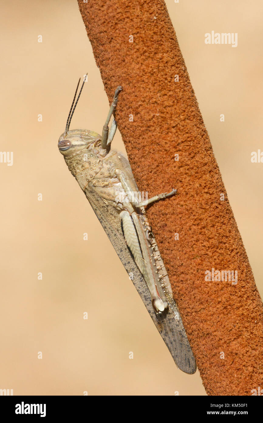 Anacridium aegyptium, a big mediterranean grasshopper on a Typha sp ...