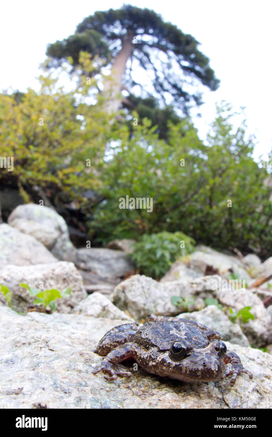 Mediterranean painted frog hi-res stock photography and images - Alamy