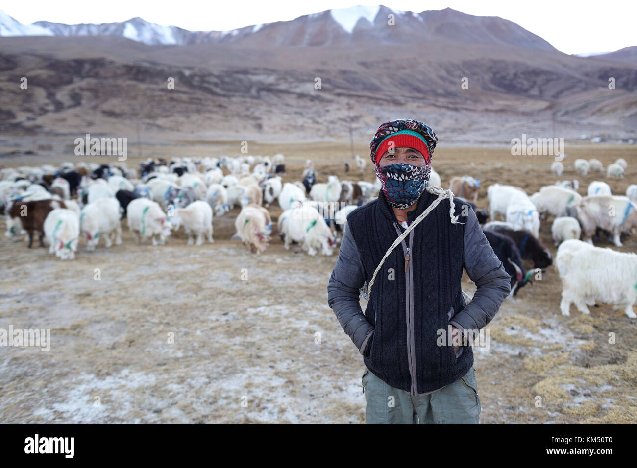 India Jammu Kashmir Sheep Goats High Resolution Stock Photography and ...