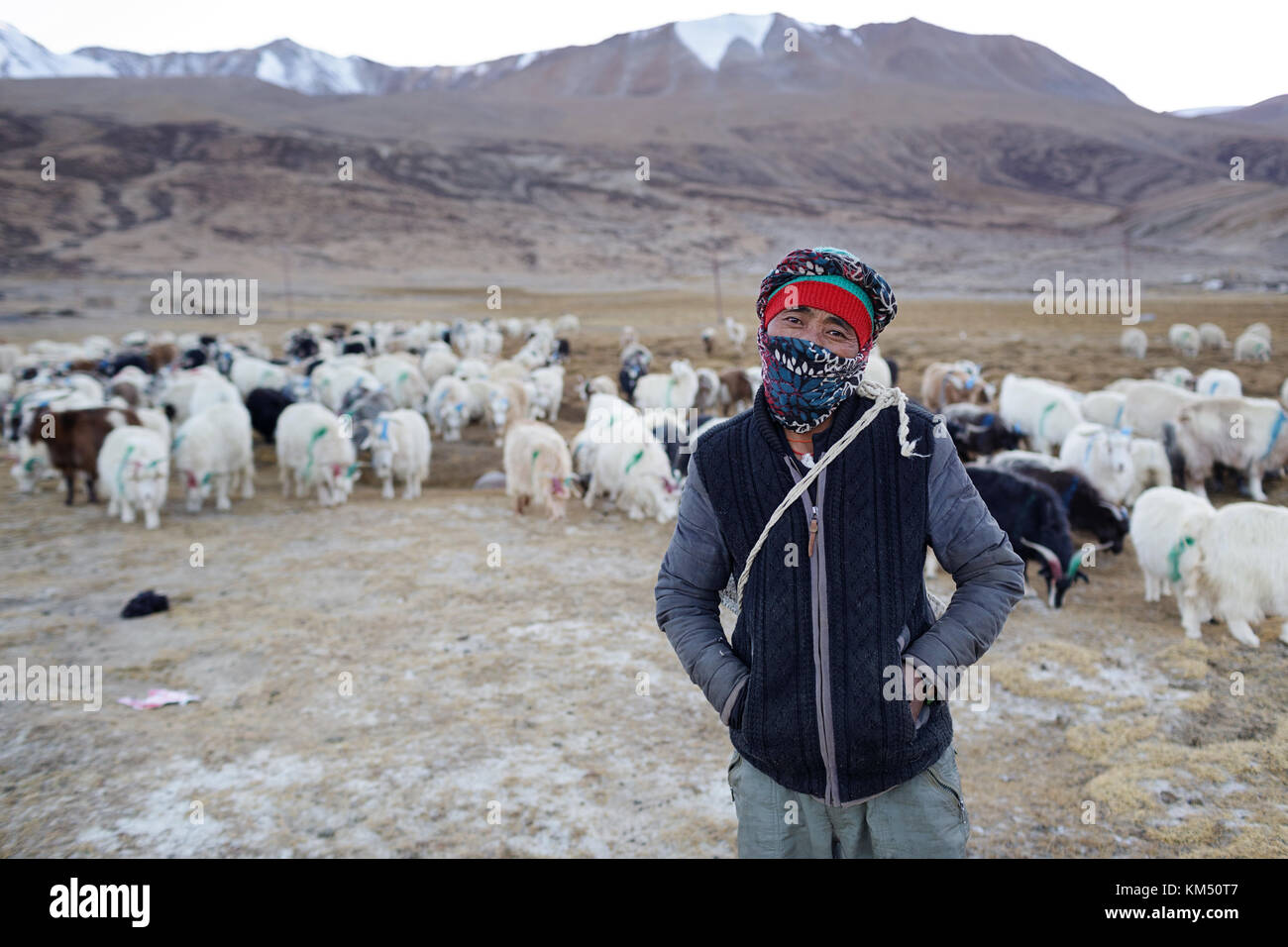 A man from Changpa nomads with his herd of pashmina goat and sheep in ...