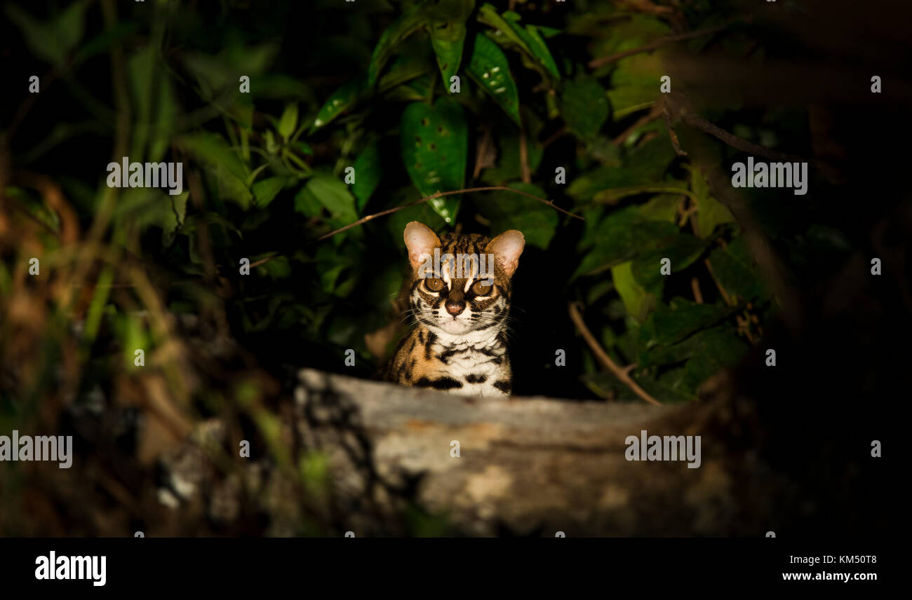 Leopard Cat Borneo Malaysia Stock Photo - Alamy