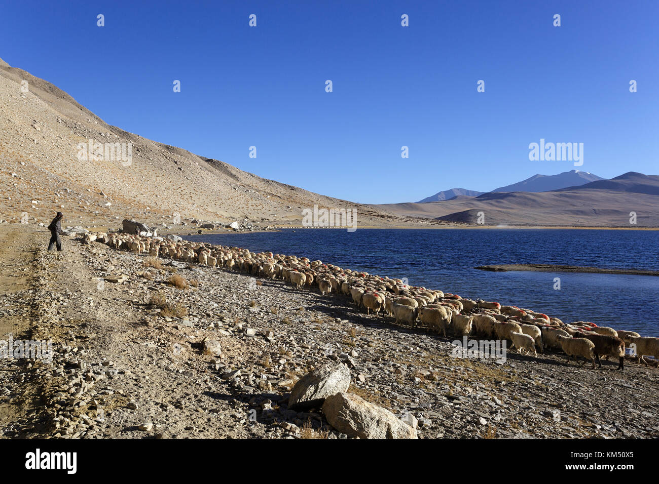 Changpa nomads with their herds of pashmina goat and sheep in the Tso ...