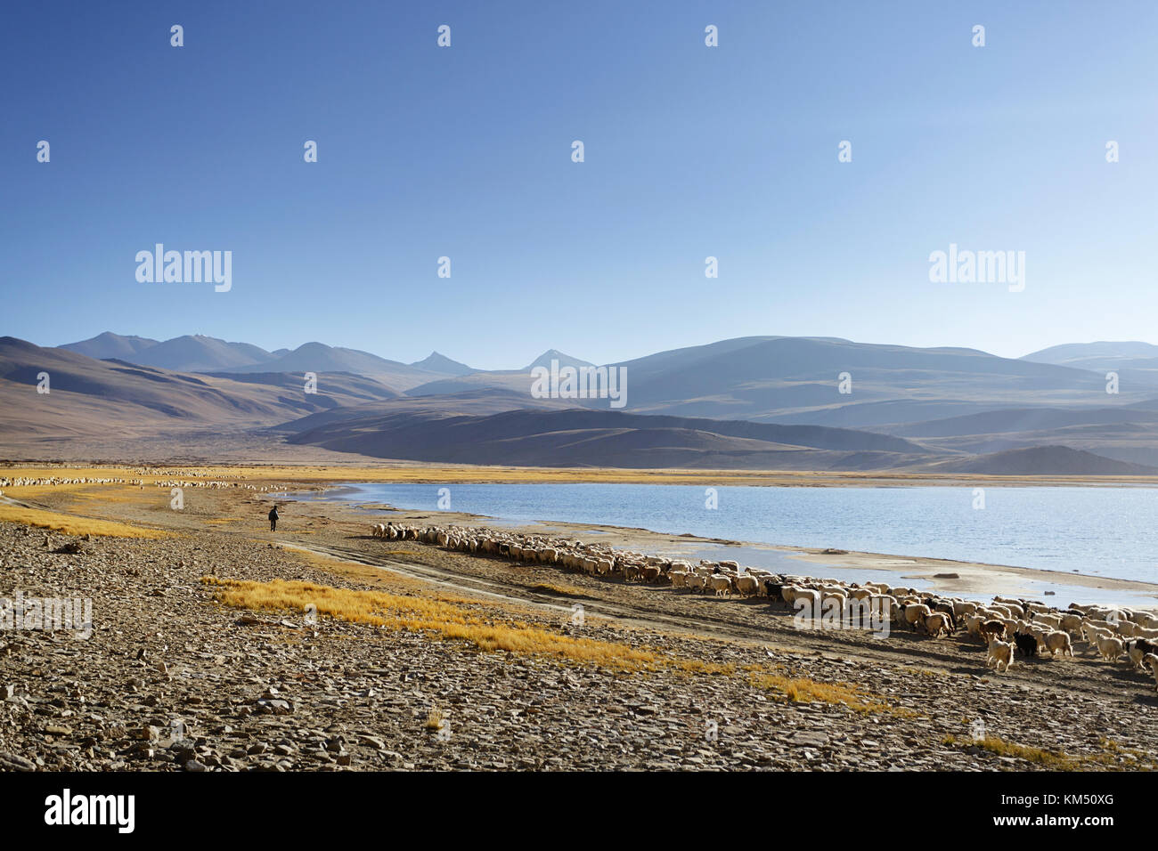 Changpa nomads with their herds of pashmina goat and sheep in the Tso ...
