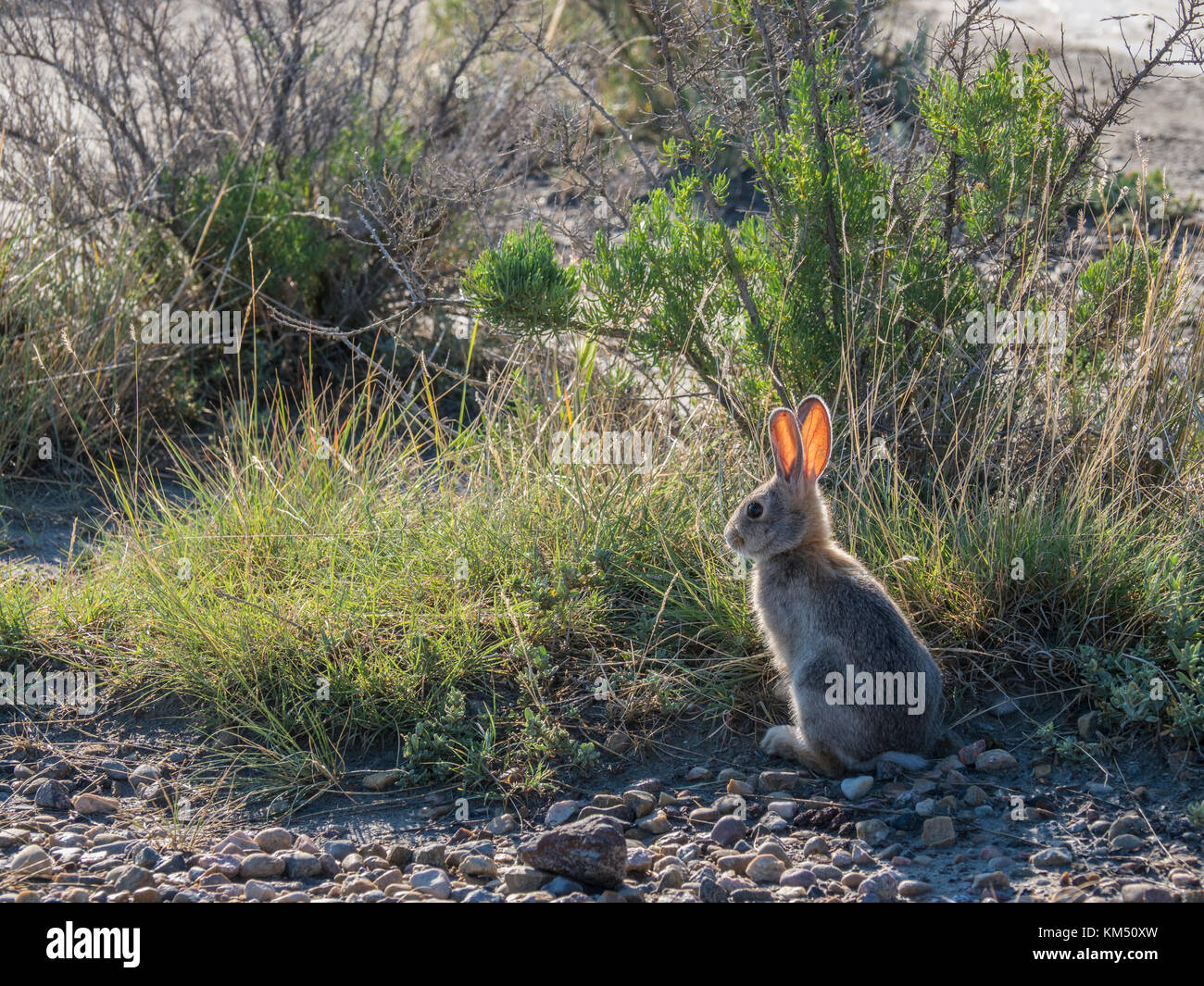 Cottontail rabbit, Badlands Trail, Dinosaur Provincial Park, Alberta ...
