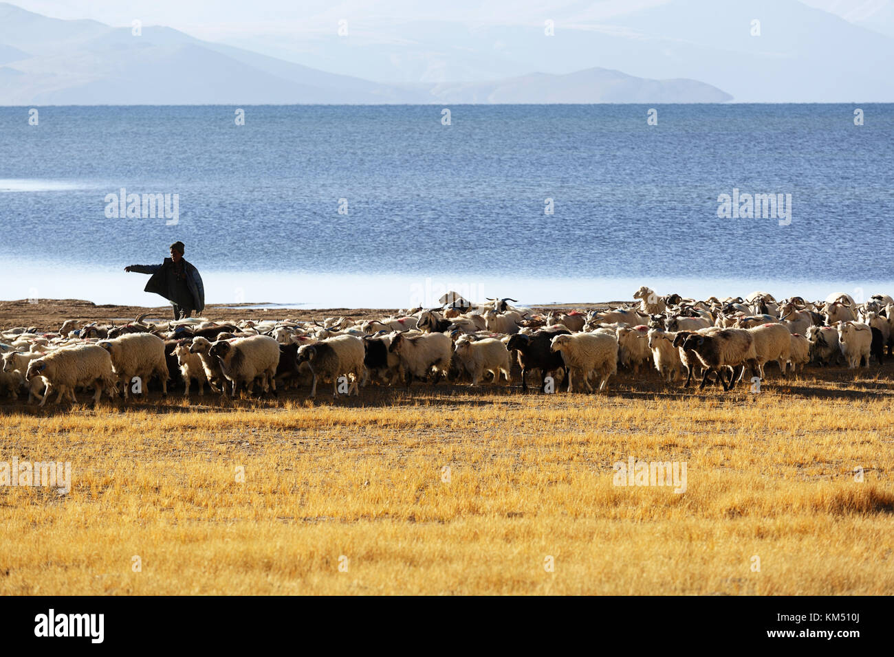 Changpa nomads with their herds of pashmina goat and sheep in the Tso ...