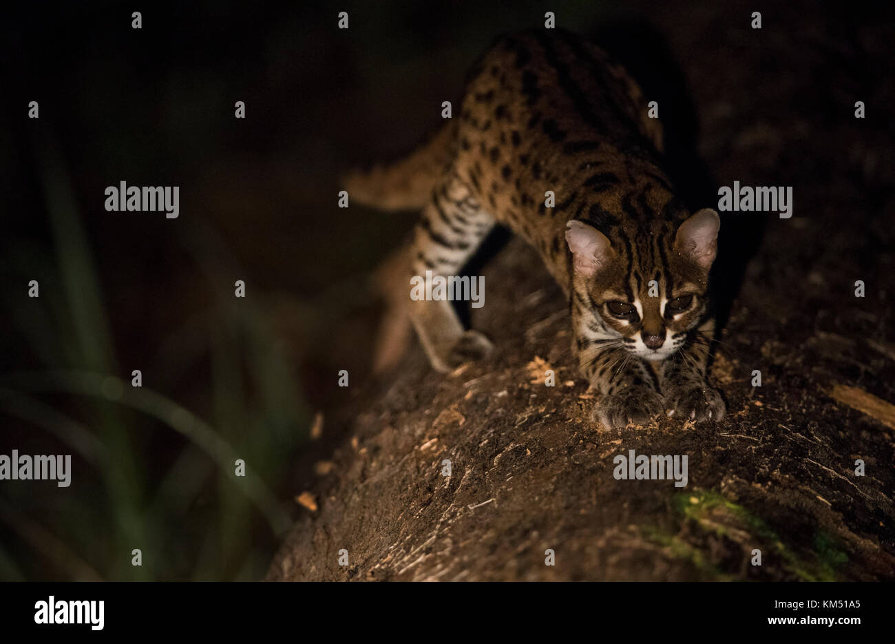 Leopard Cat Borneo Malaysia Stock Photo - Alamy