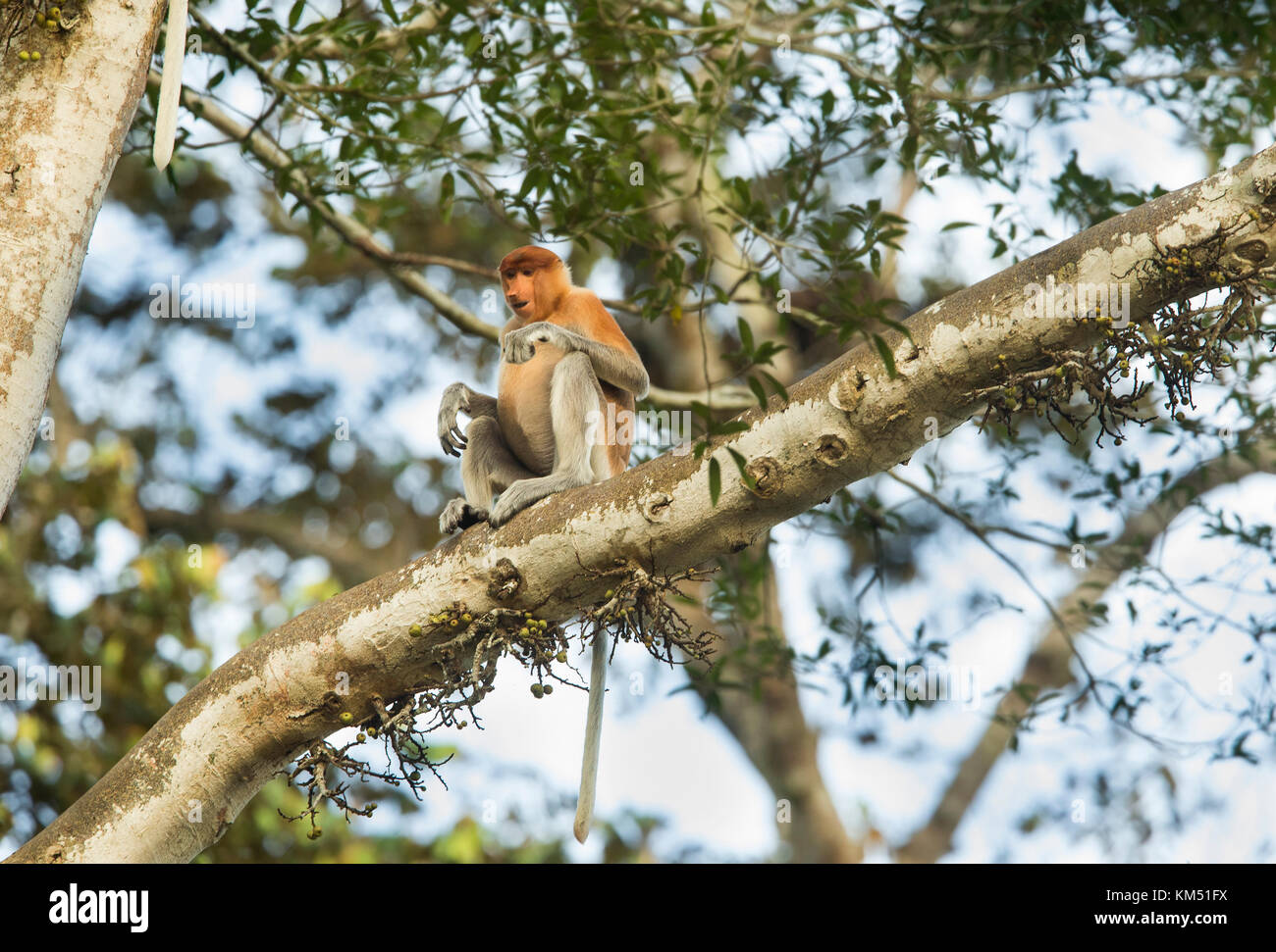proboscis monkey borneo Stock Photo - Alamy