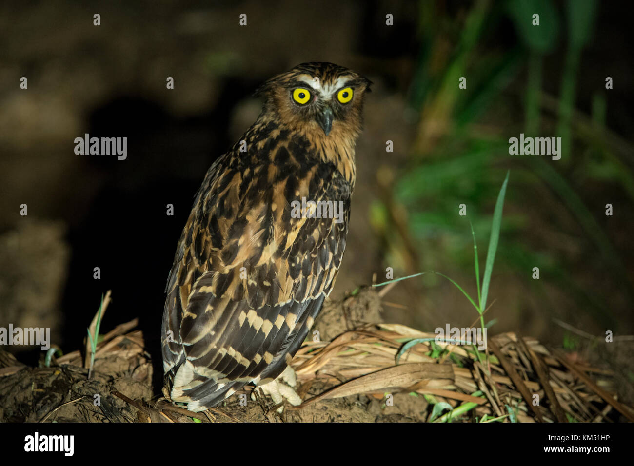 Bornean Buffy Fish Owl, Borneo Stock Photo - Alamy