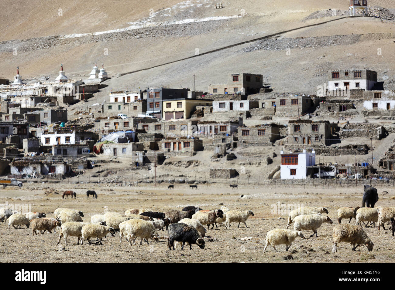 Herd of pashmina goats in front of the village of Korzok, Ladakh, Jammu ...