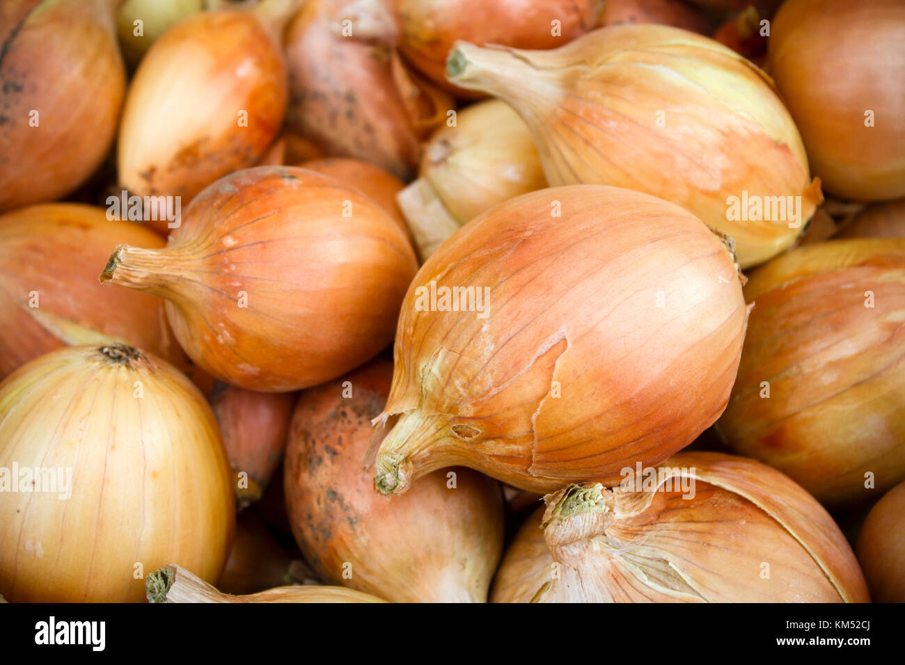 Onion family hi-res stock photography and images - Alamy