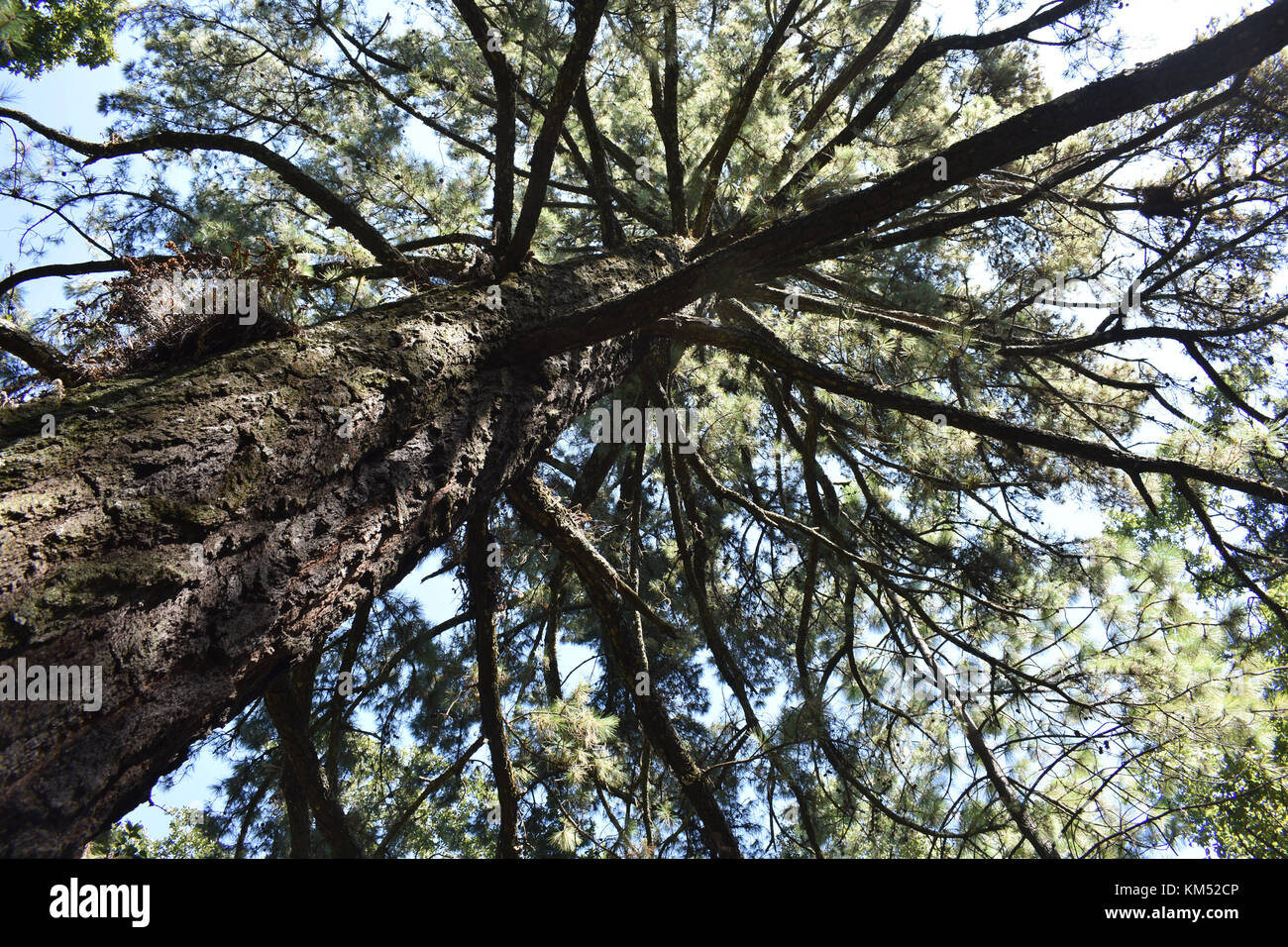 Knotted branches hi-res stock photography and images - Alamy