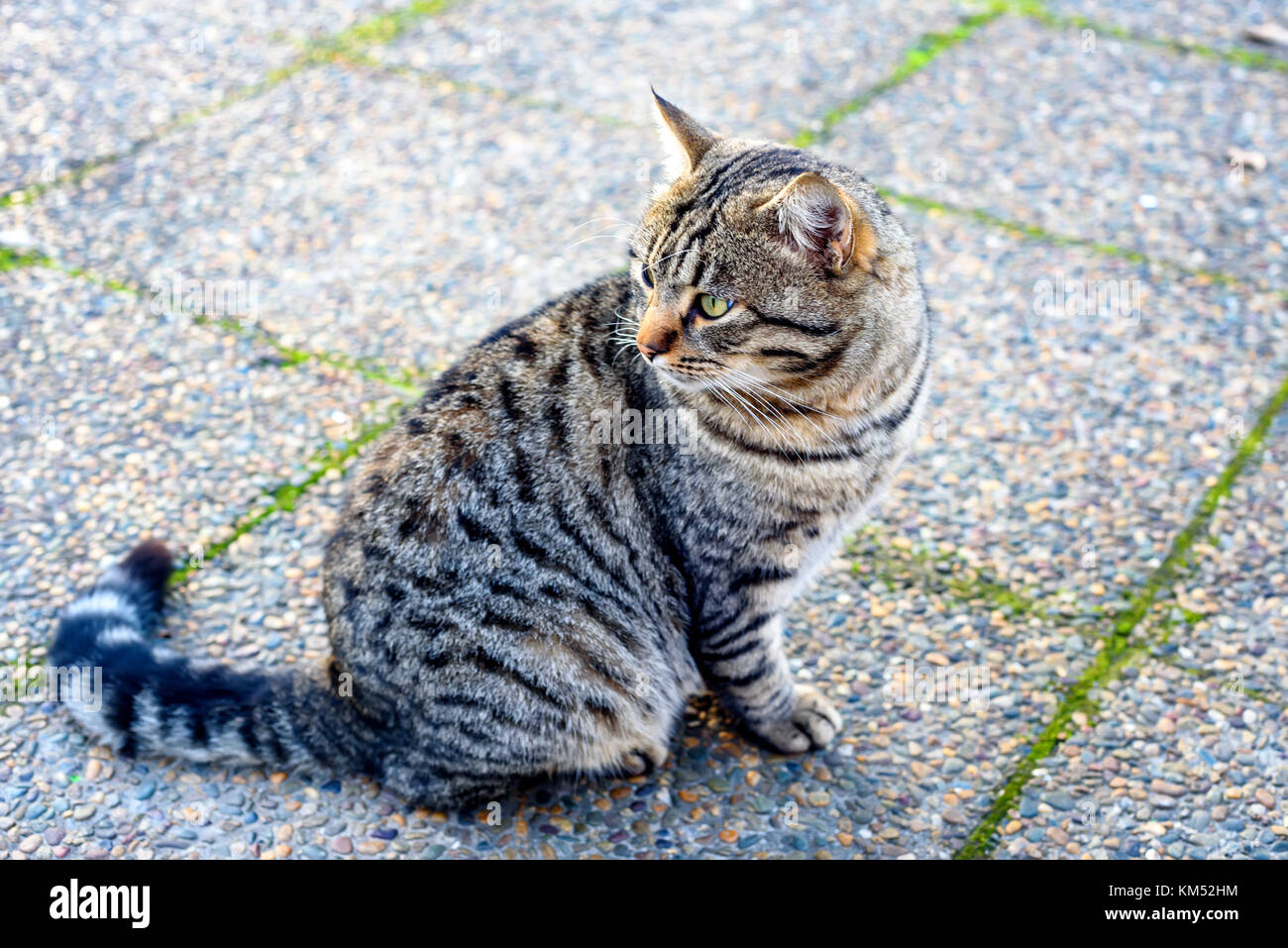 Close-up of grey domestic cat outdoor Stock Photo - Alamy