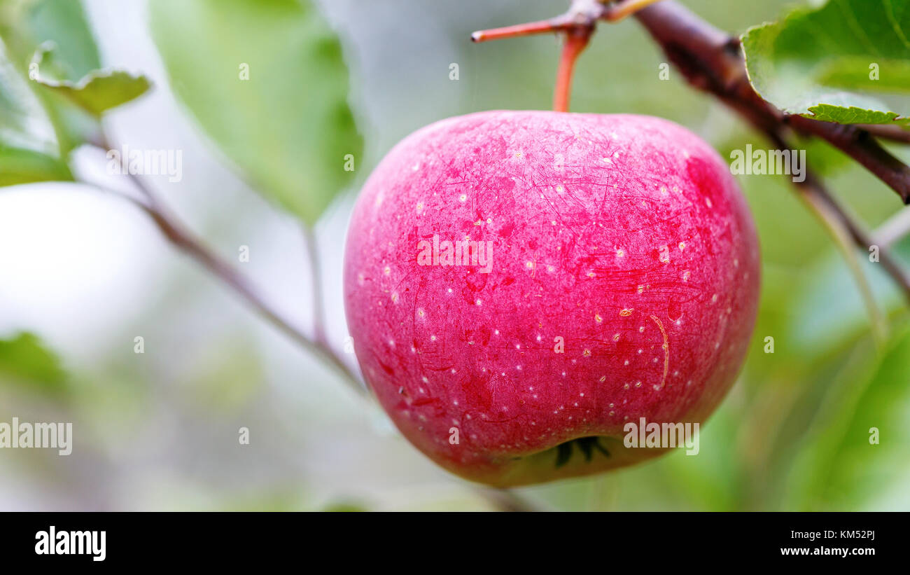 a ripe apple on a tree branch. agriculture for growing fruits ...