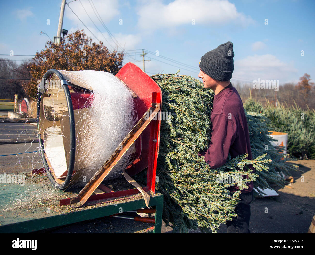 Teenage boy putting netting on a Christmas tree sold to a customer ...