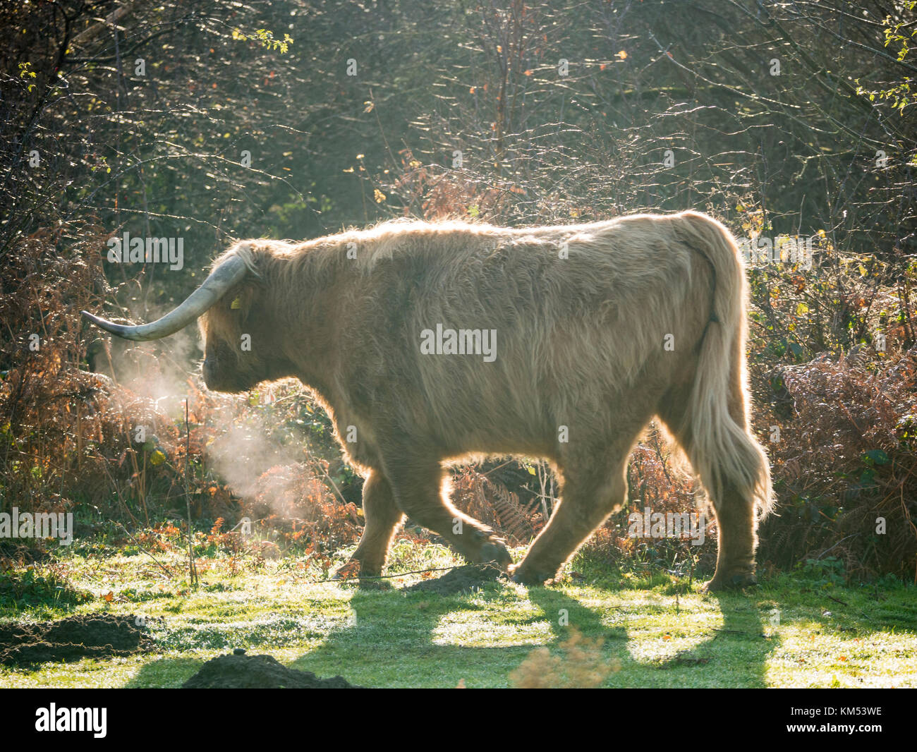 Highland Cow at Hothfield Common Nature Reserve- Kent Stock Photo - Alamy